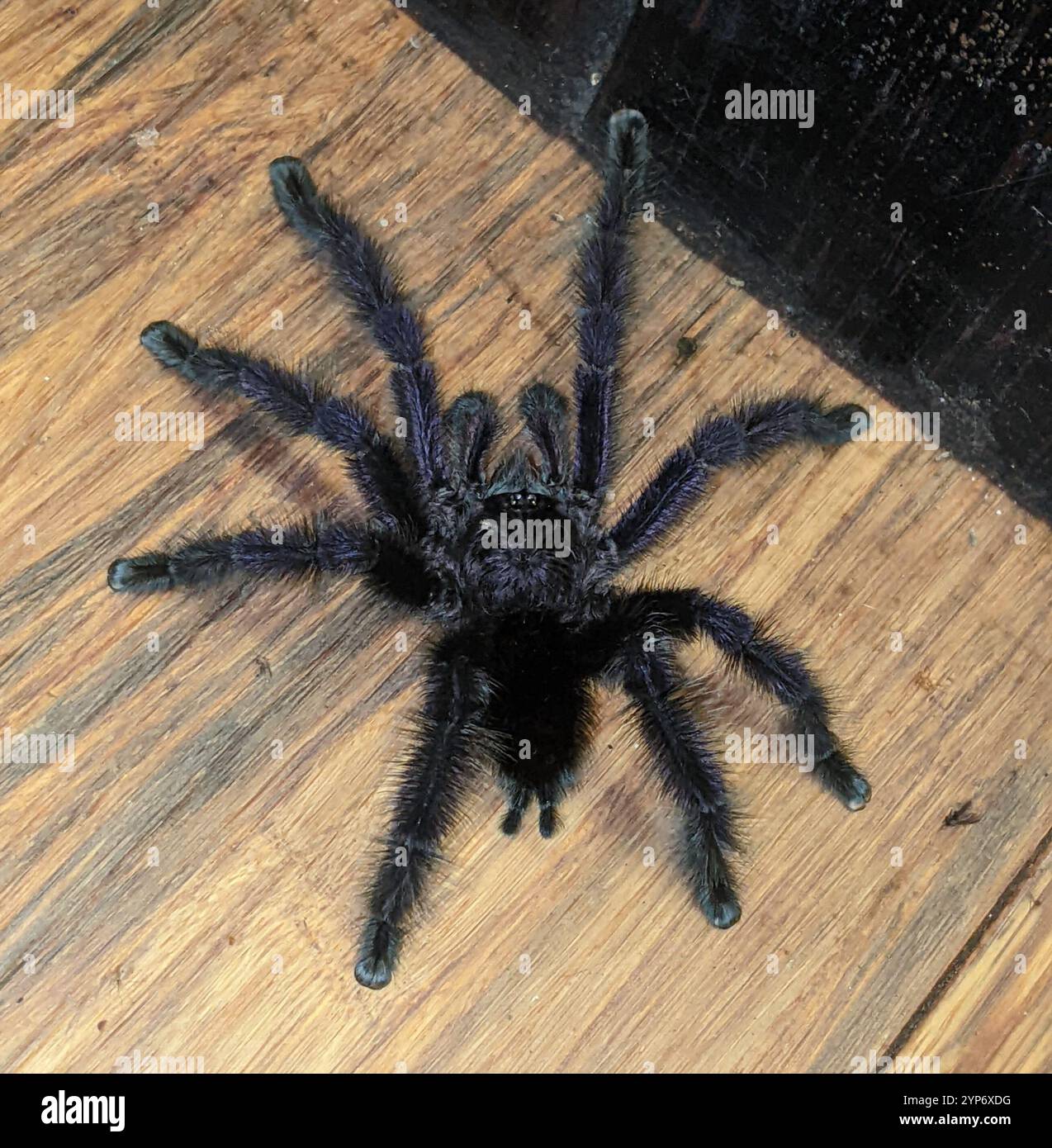 Purple Pinktoe Tarantula (Avicularia purpurea Stock Photo - Alamy