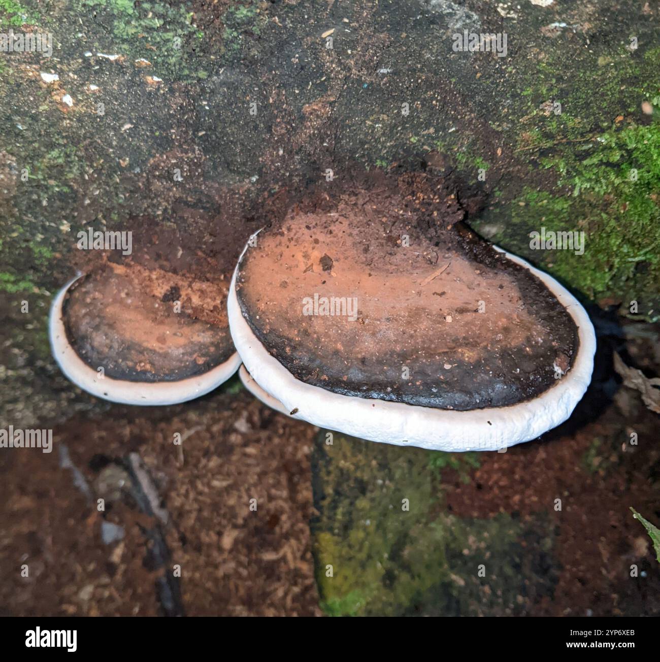 artist's bracket (Ganoderma applanatum Stock Photo - Alamy