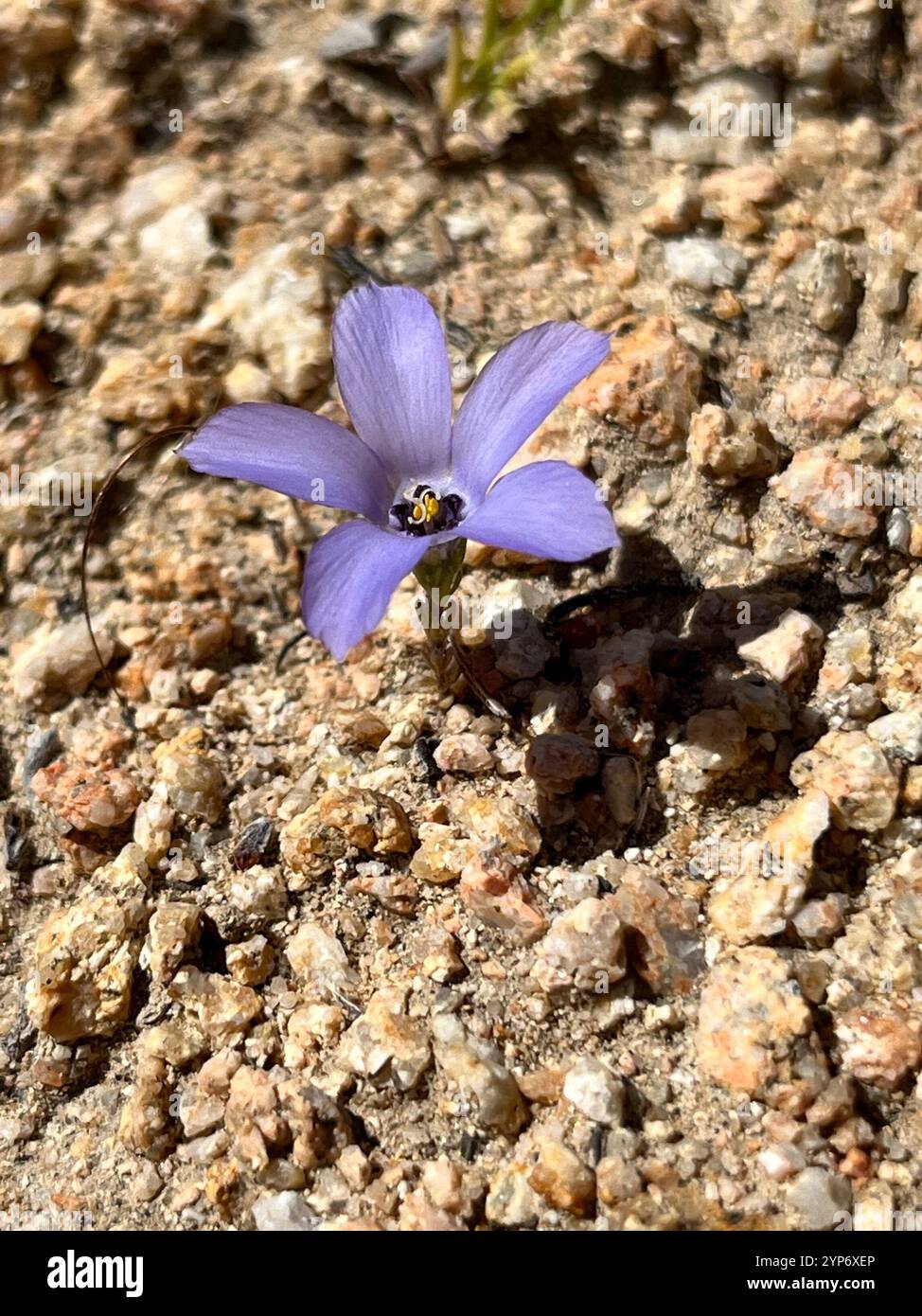 sandblossom (Linanthus parryae Stock Photo - Alamy