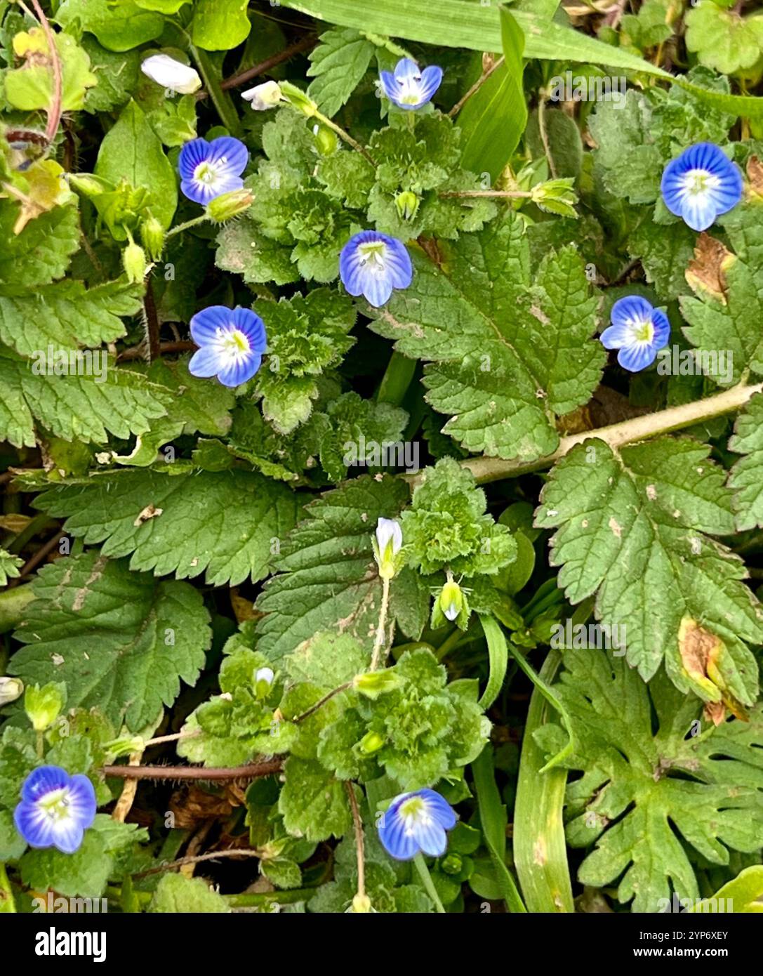bird's-eye speedwell (Veronica persica Stock Photo - Alamy