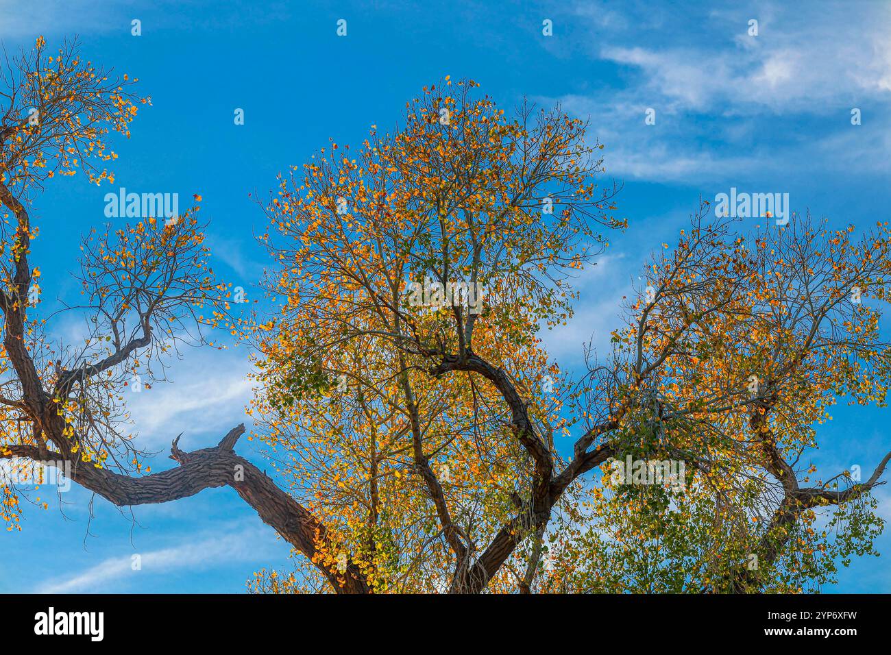 aspen tree or Populus alba, landscape at dusk in ejido among the ...