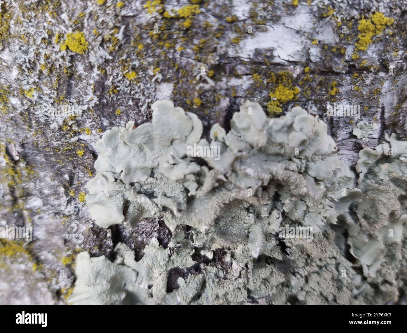 greenshield lichens (Flavoparmelia Stock Photo - Alamy