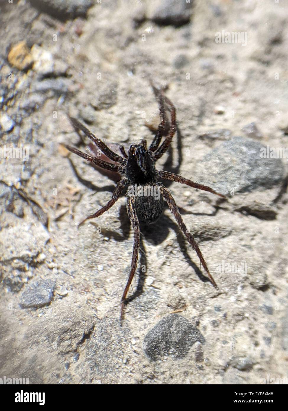 Thin-legged Wolf Spiders (Pardosa Stock Photo - Alamy