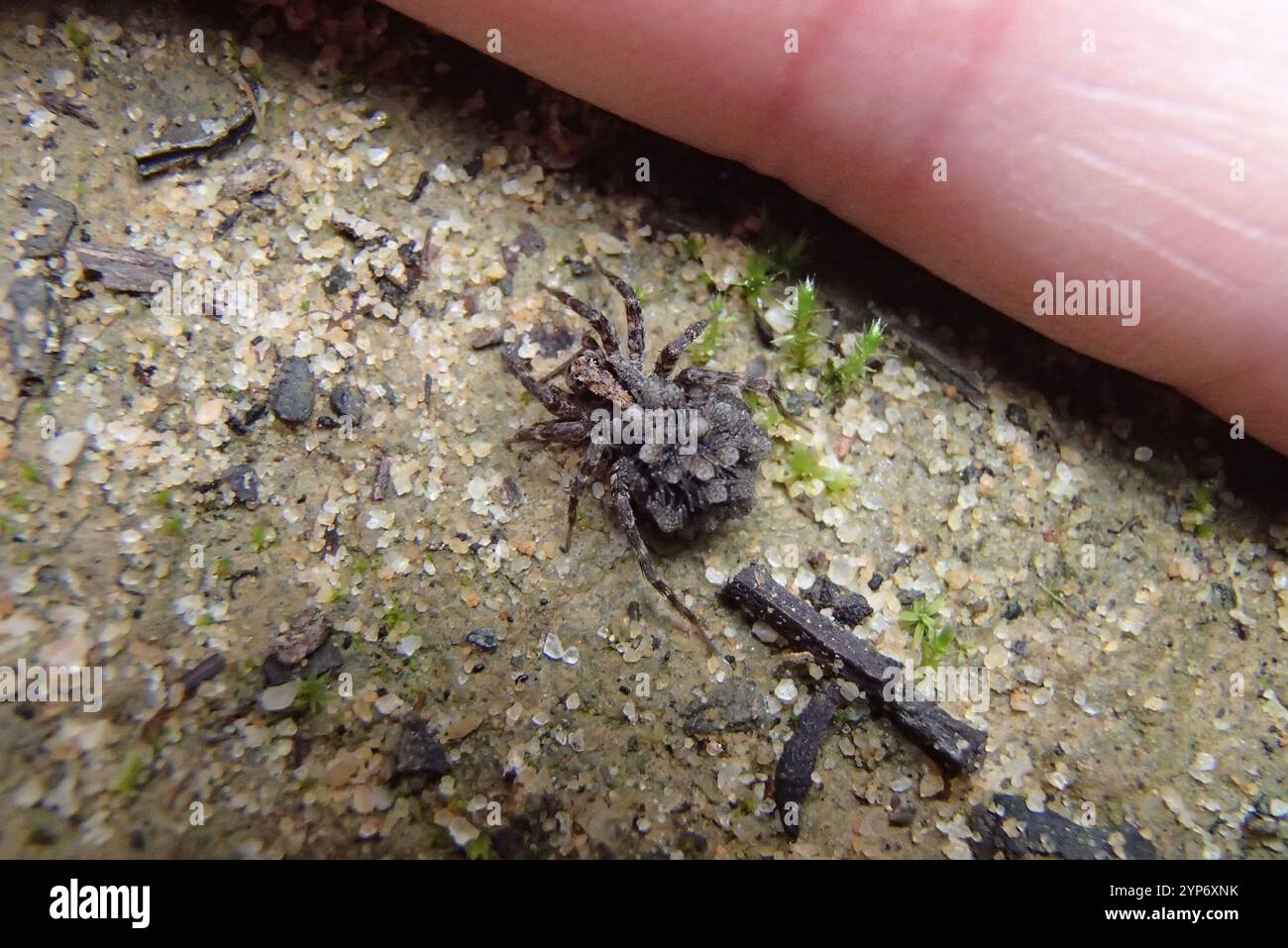 Wolf Spiders and Allies (Lycosoidea Stock Photo - Alamy