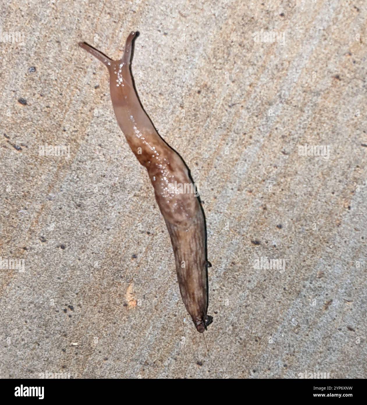 Milky Slug (Deroceras reticulatum Stock Photo - Alamy