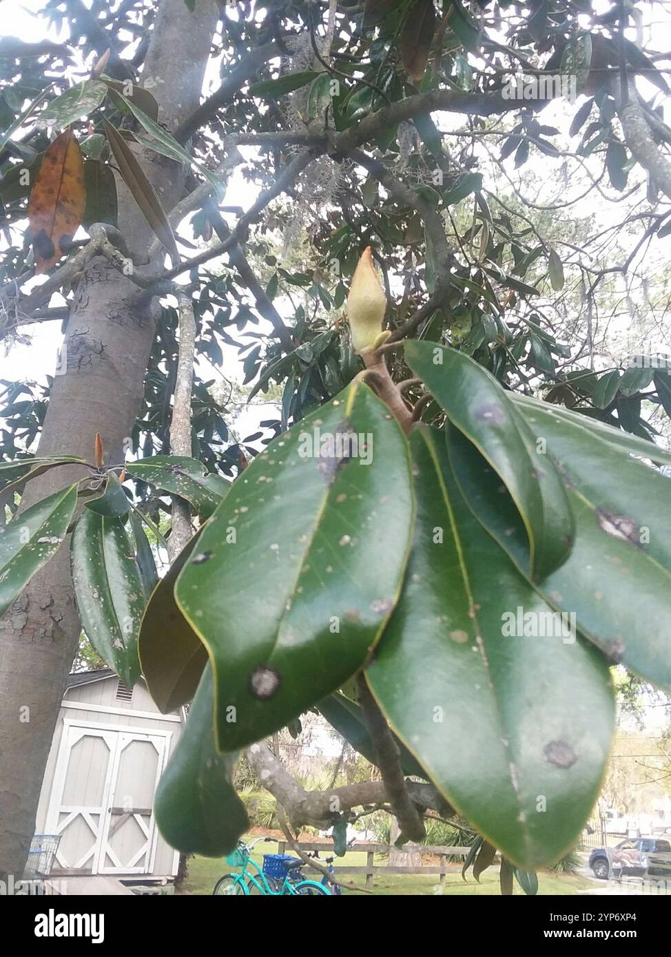 southern magnolia (Magnolia grandiflora Stock Photo - Alamy