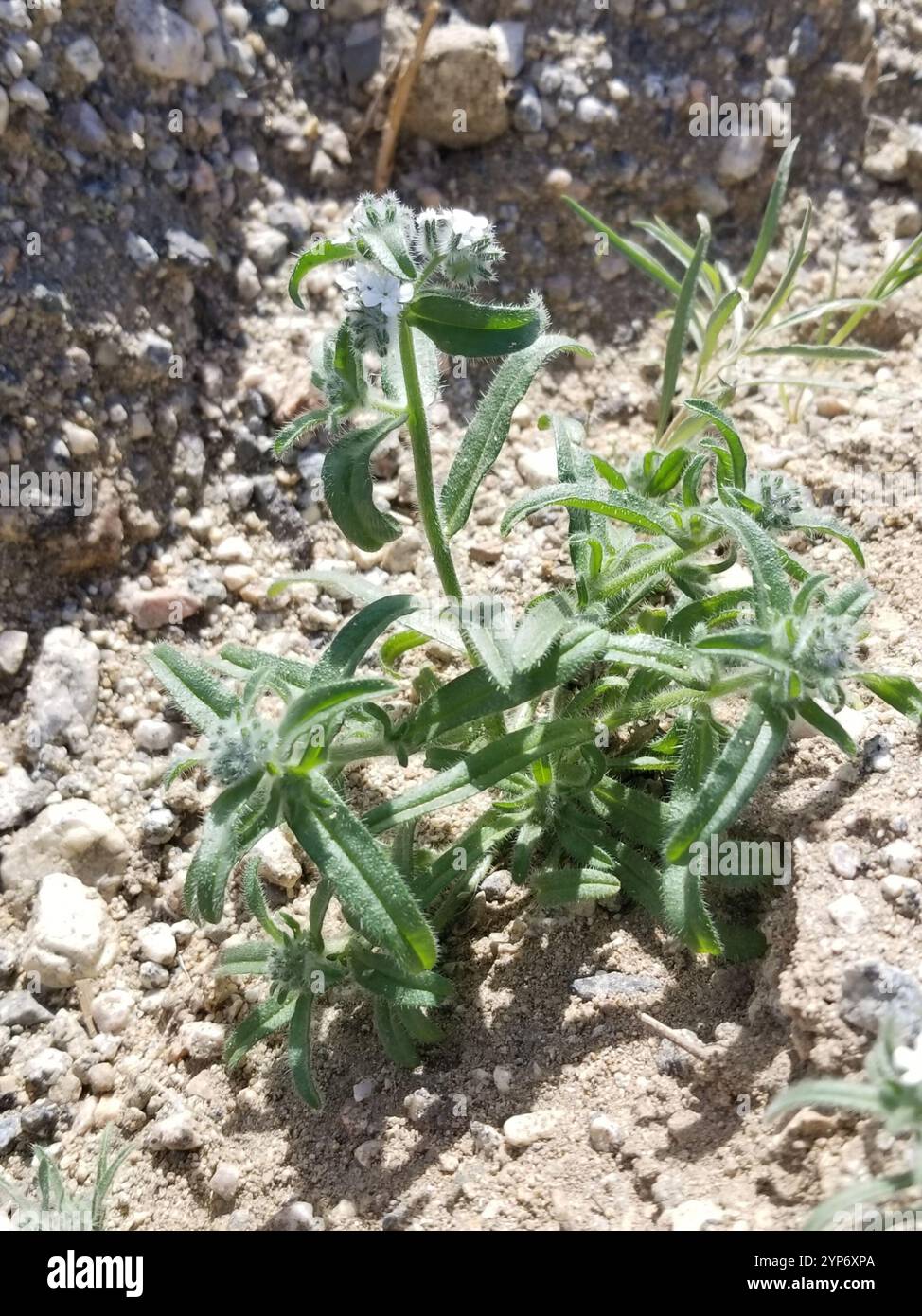 bearded cryptantha (Cryptantha barbigera Stock Photo - Alamy