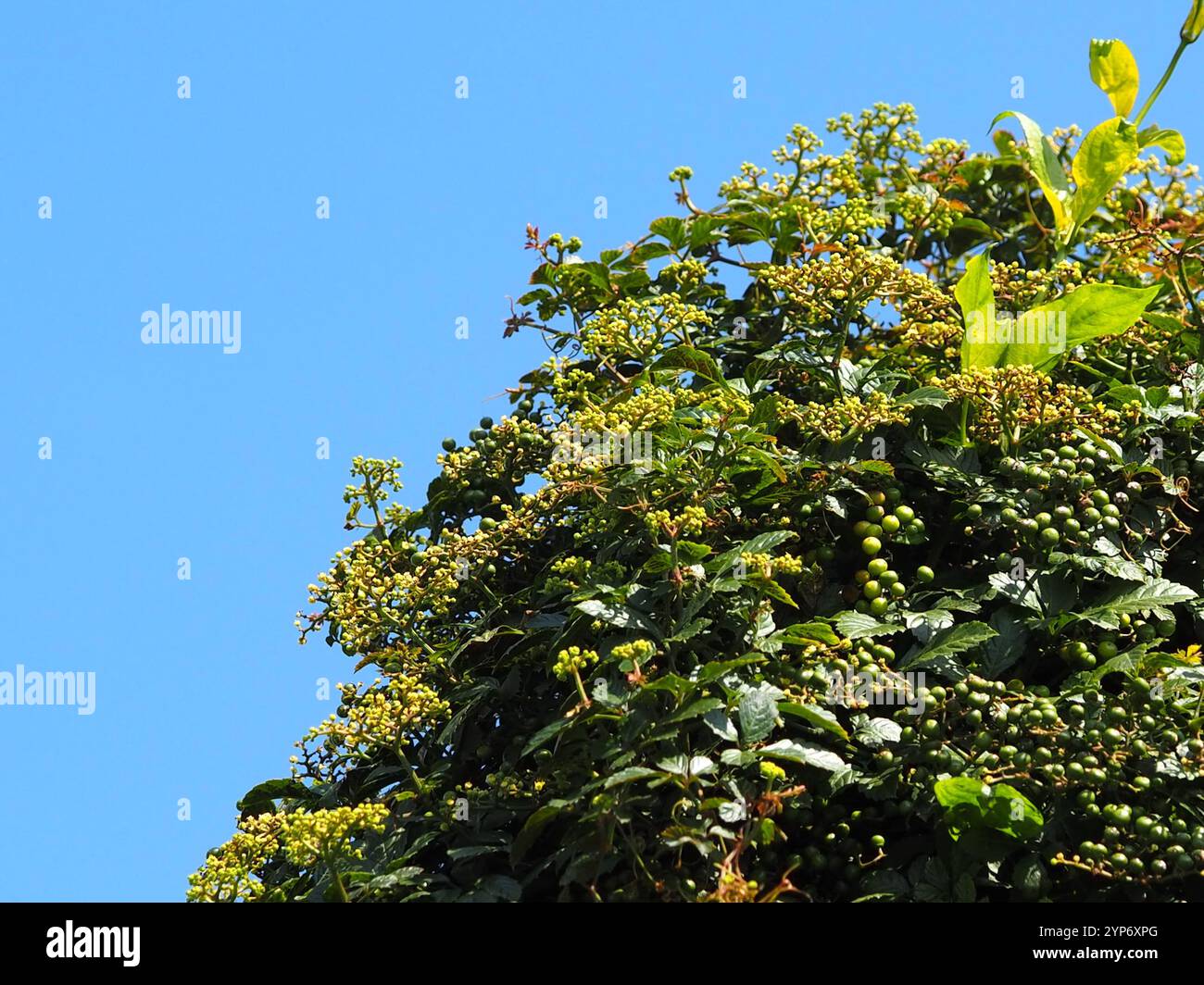 Bushkiller (Causonis japonica Stock Photo - Alamy