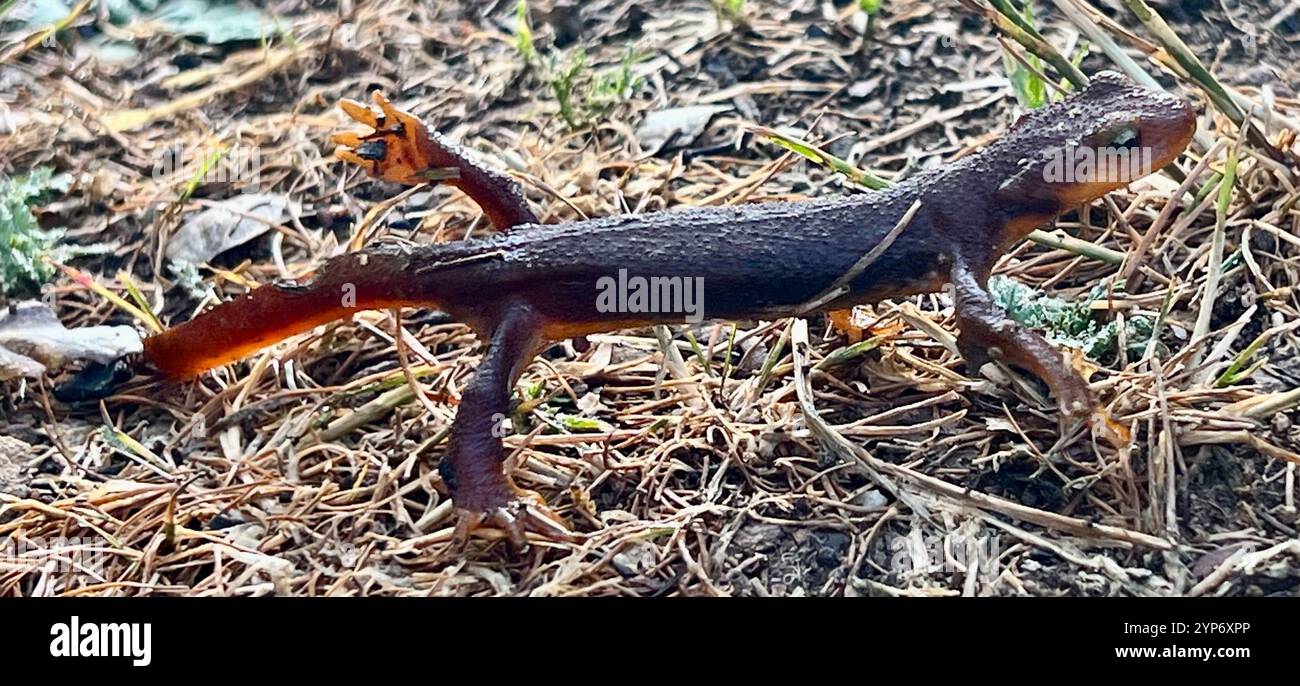 California Newt (Taricha torosa Stock Photo - Alamy
