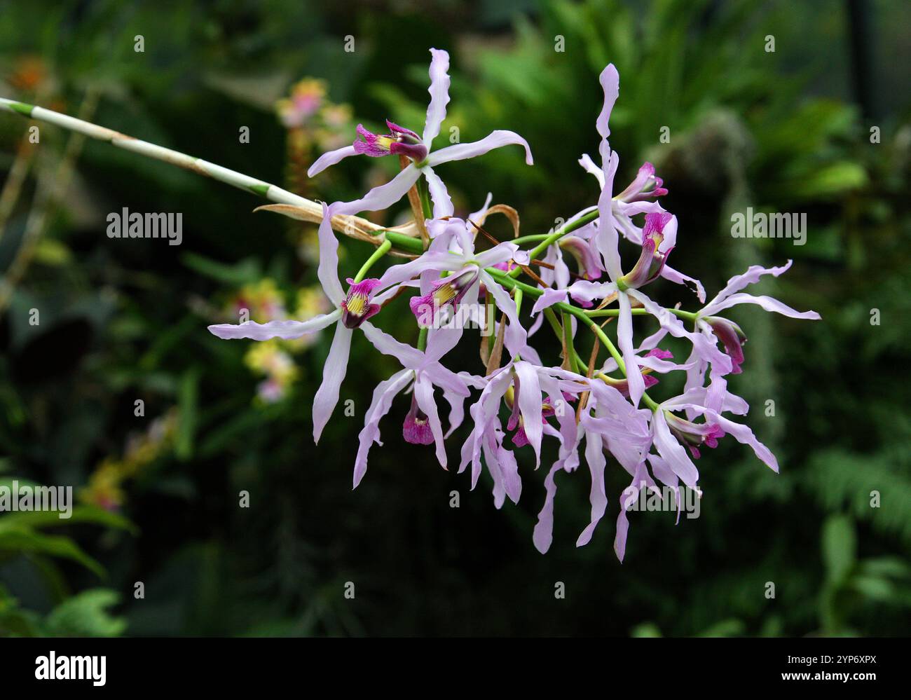 St Joseph's Staff, Laelia superbiens, Orchidaceae. Mexico, Guatemala ...
