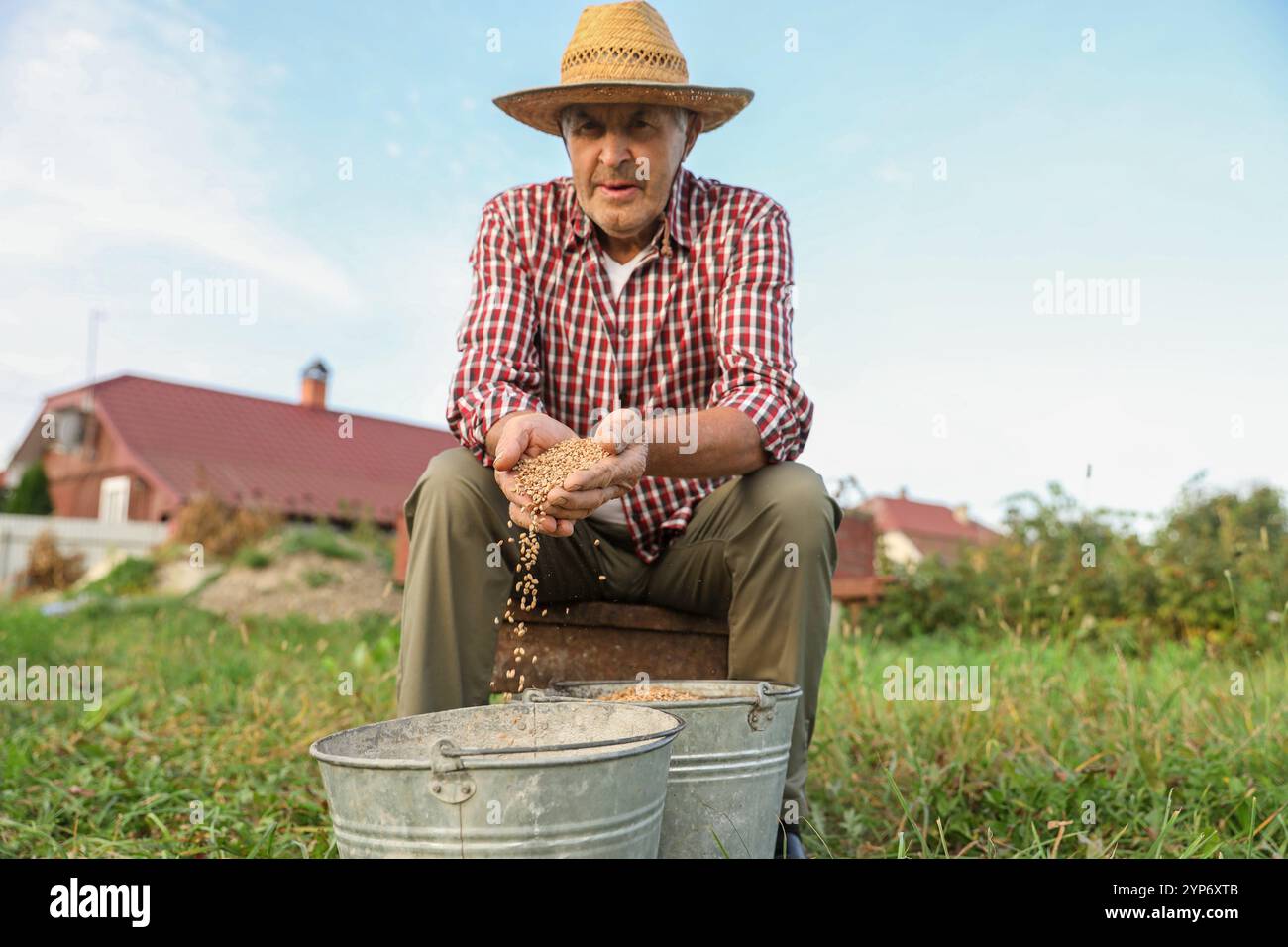 Senior man pouring wheat hi-res stock photography and images - Alamy