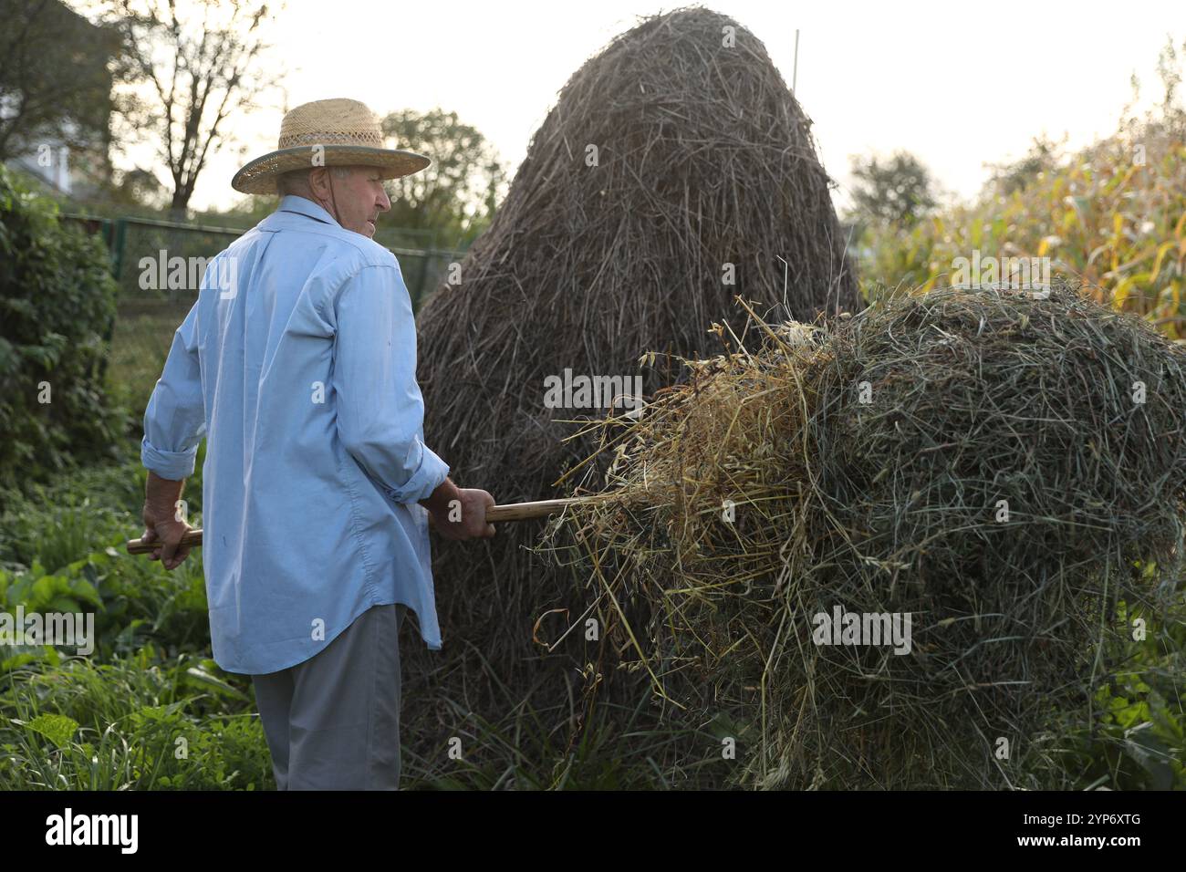 Pitching hay hi-res stock photography and images - Alamy