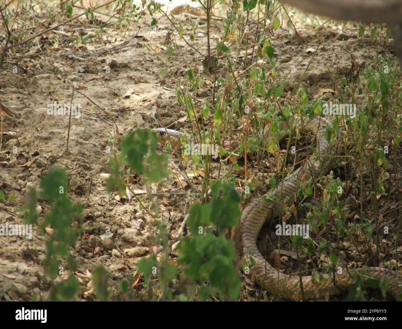 Snouted Cobra (Naja annulifera Stock Photo - Alamy
