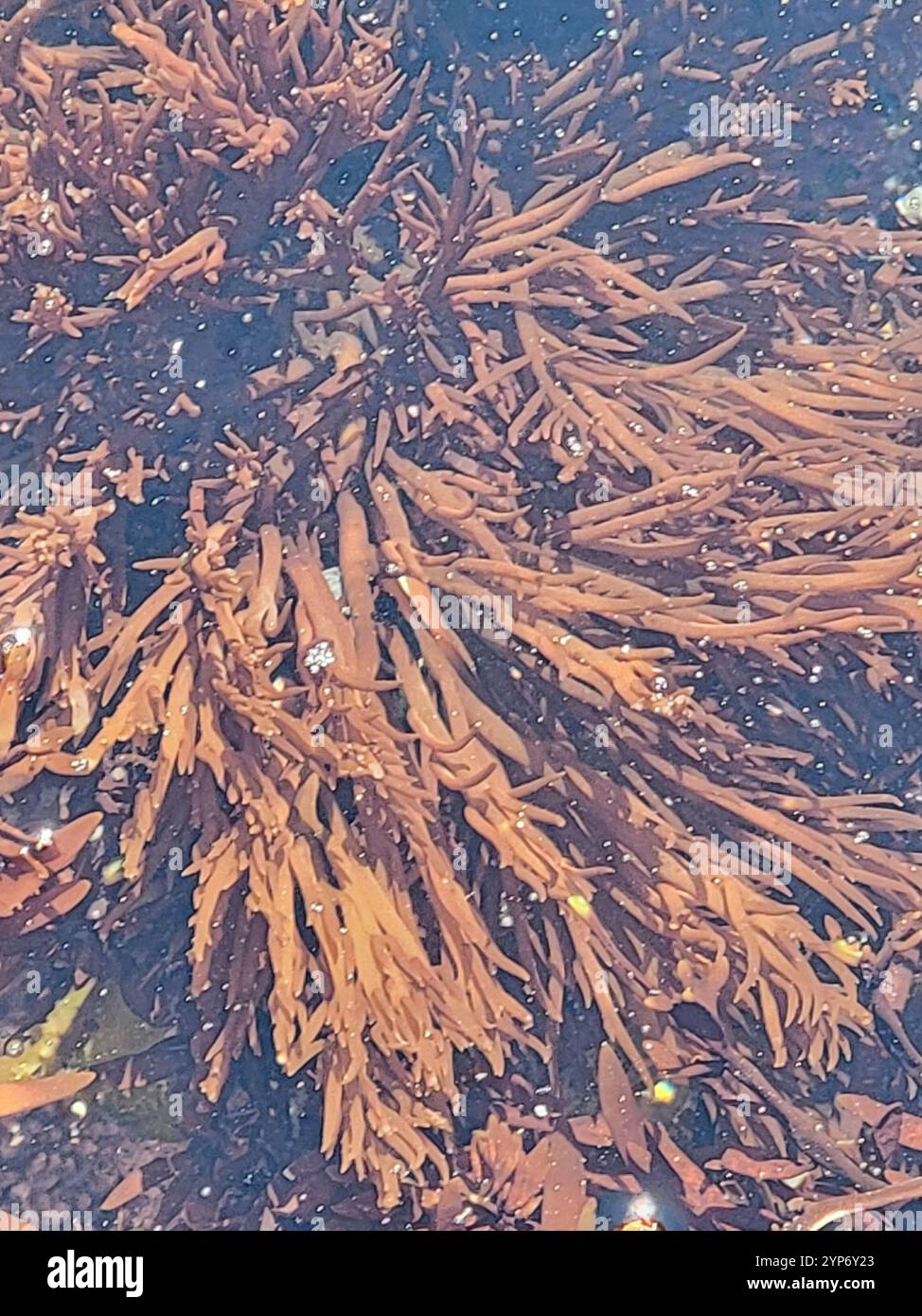 red algae (Rhodophyta Stock Photo - Alamy