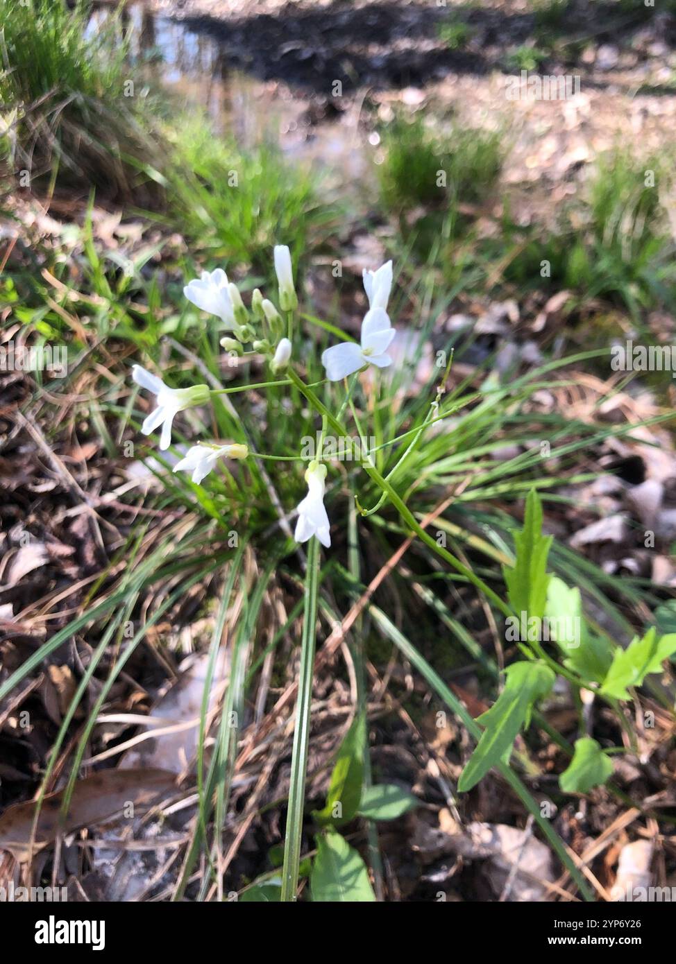 bulbous cress (Cardamine bulbosa Stock Photo - Alamy