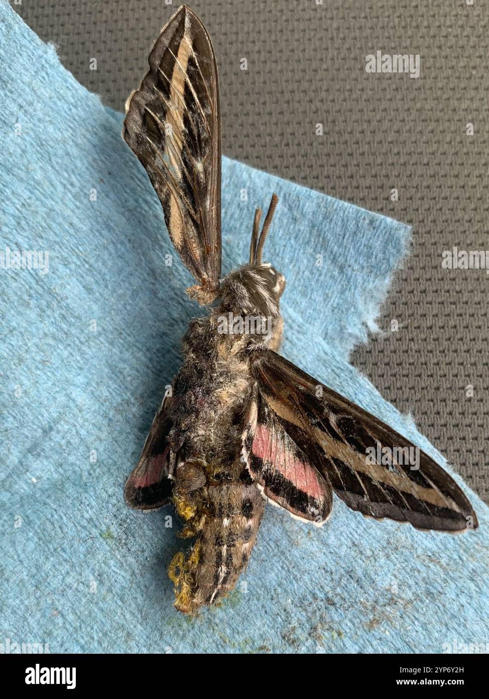 White-lined Sphinx (Hyles lineata Stock Photo - Alamy