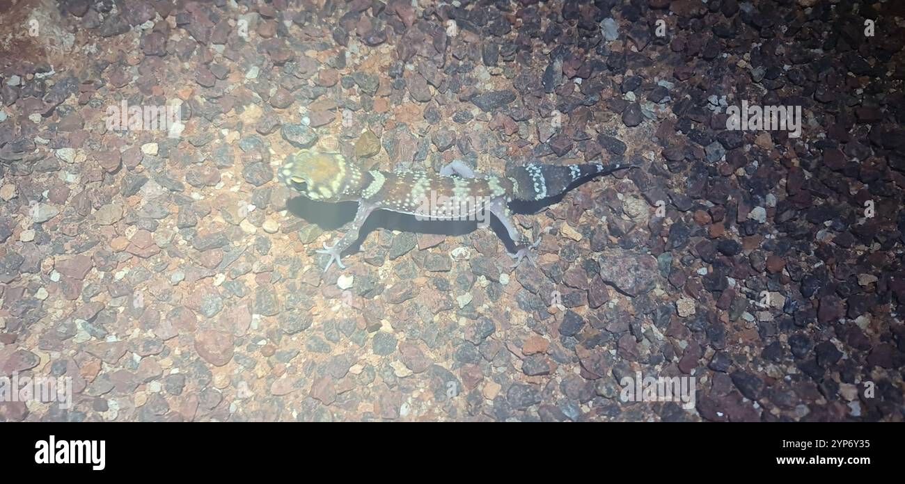 Thick-tailed Barking Gecko (Underwoodisaurus milii Stock Photo - Alamy