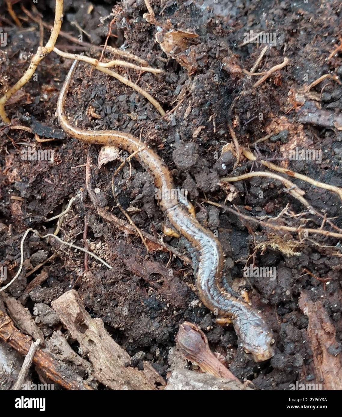 Four-toed Salamander (Hemidactylium scutatum Stock Photo - Alamy