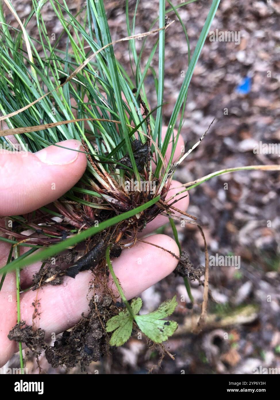 White-tinged Sedge (Carex albicans albicans Stock Photo - Alamy