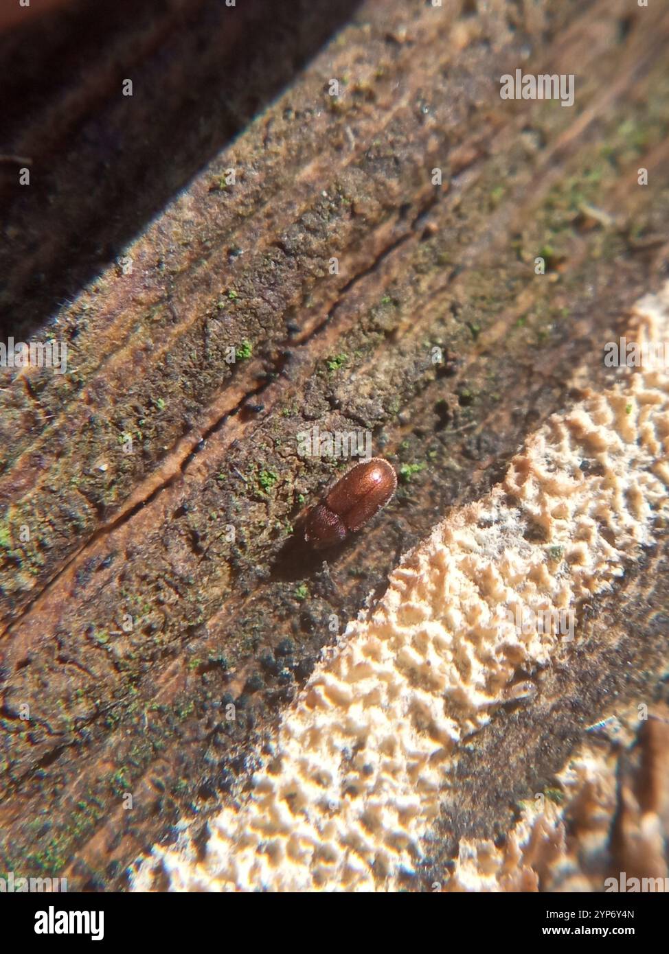 Shelf Fungus Beetles (Ciidae Stock Photo - Alamy