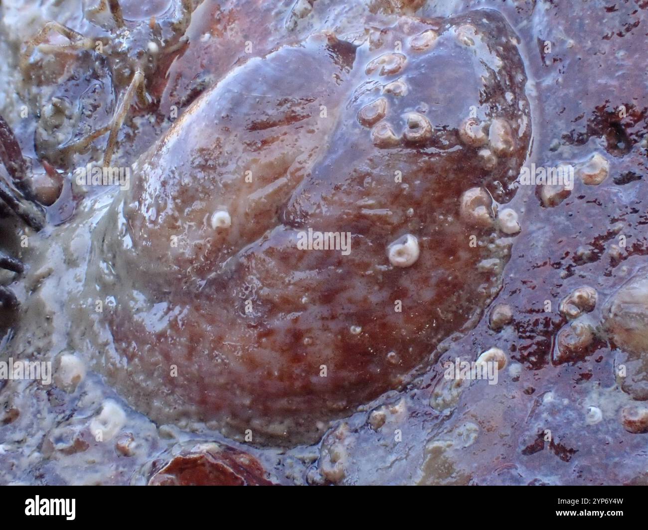 Common Atlantic Slippersnail (Crepidula fornicata Stock Photo - Alamy