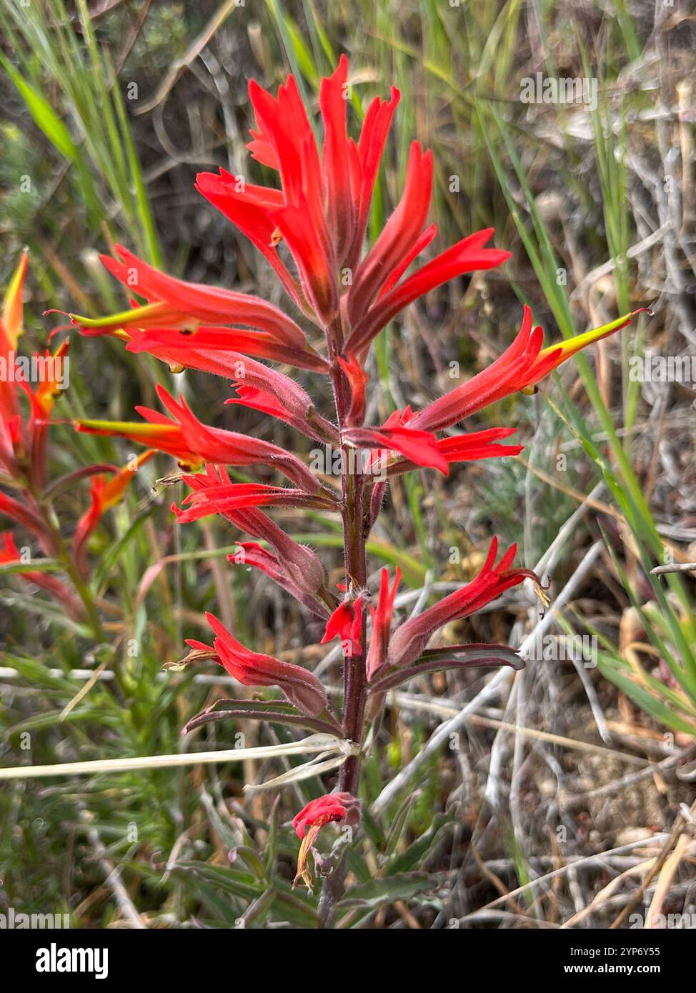 Castilleja subinclusa hi-res stock photography and images - Alamy