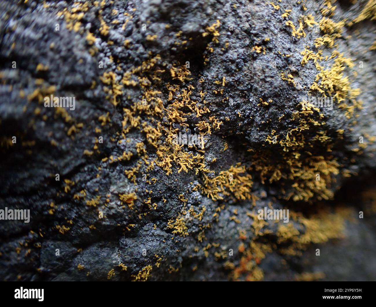 Shrubby Sunburst Lichen (Polycauliona candelaria Stock Photo - Alamy