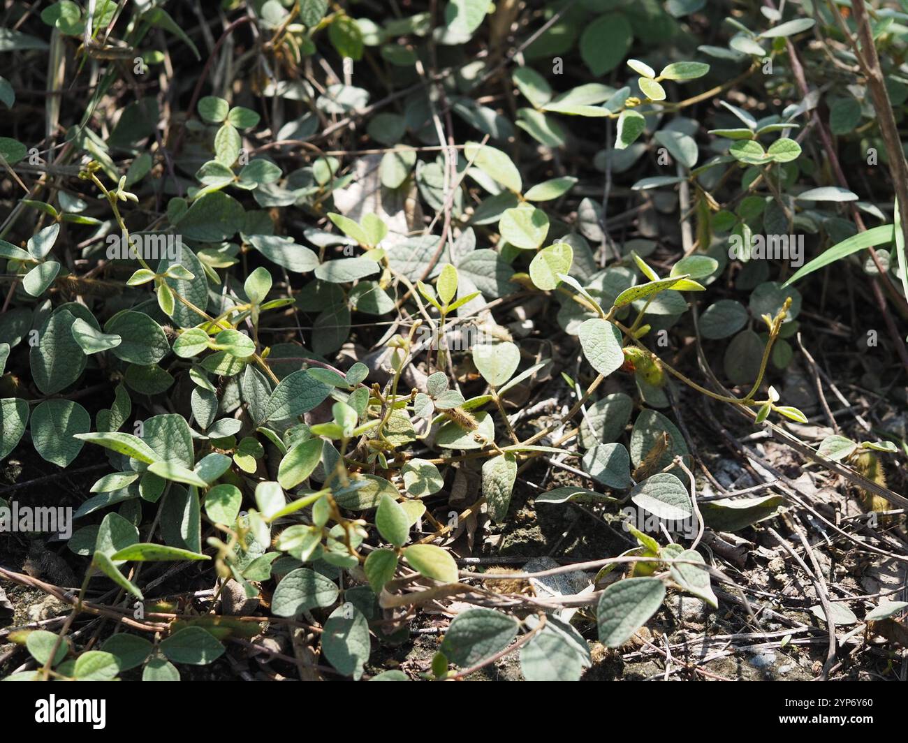 Showy Pigeonpea (Cajanus scarabaeoides Stock Photo - Alamy