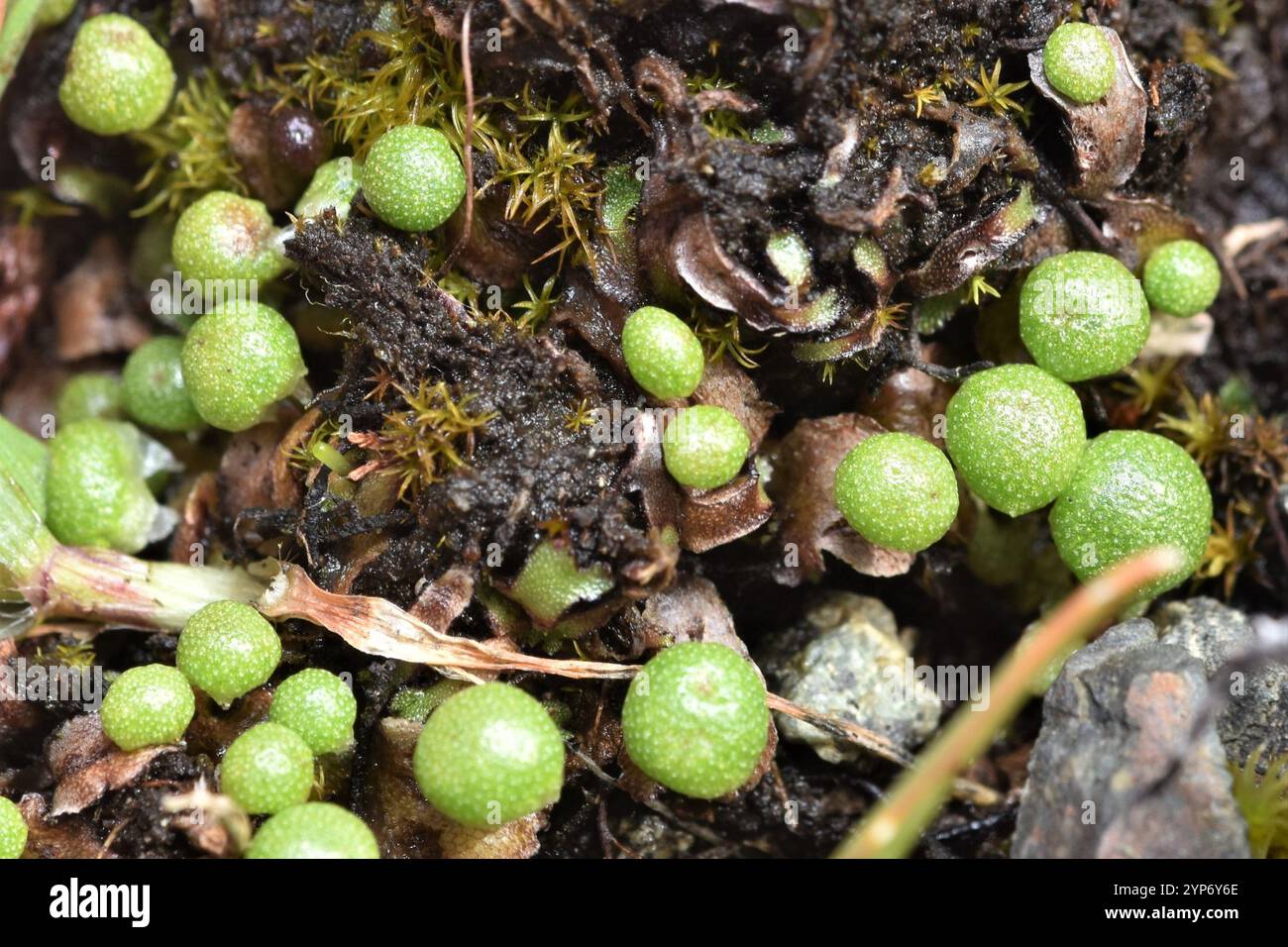 Thin Starwort (Mannia gracilis Stock Photo - Alamy