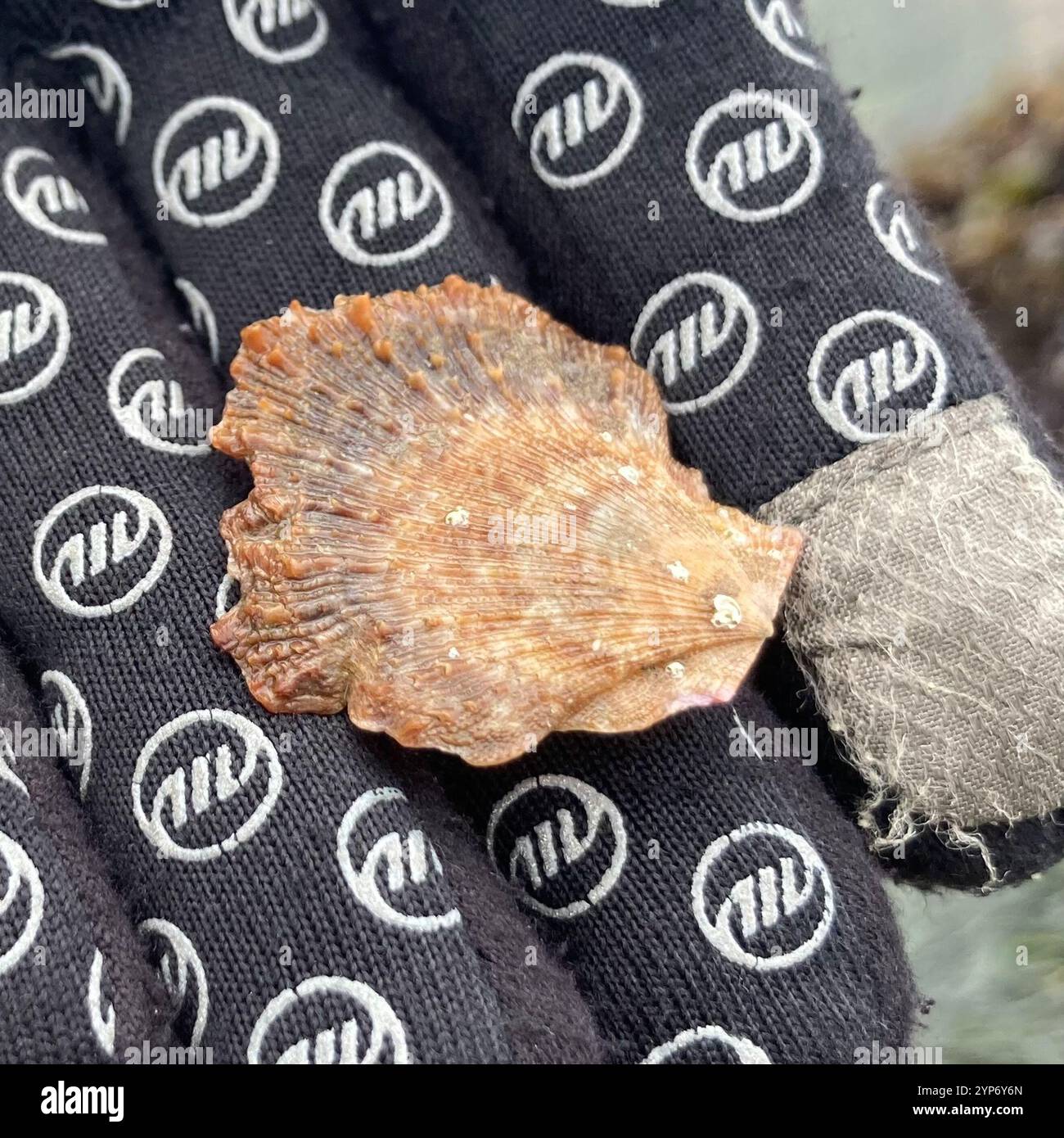 Giant Rock Scallop (Crassadoma gigantea Stock Photo - Alamy