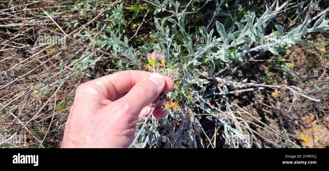 California Aster (Corethrogyne filaginifolia Stock Photo - Alamy