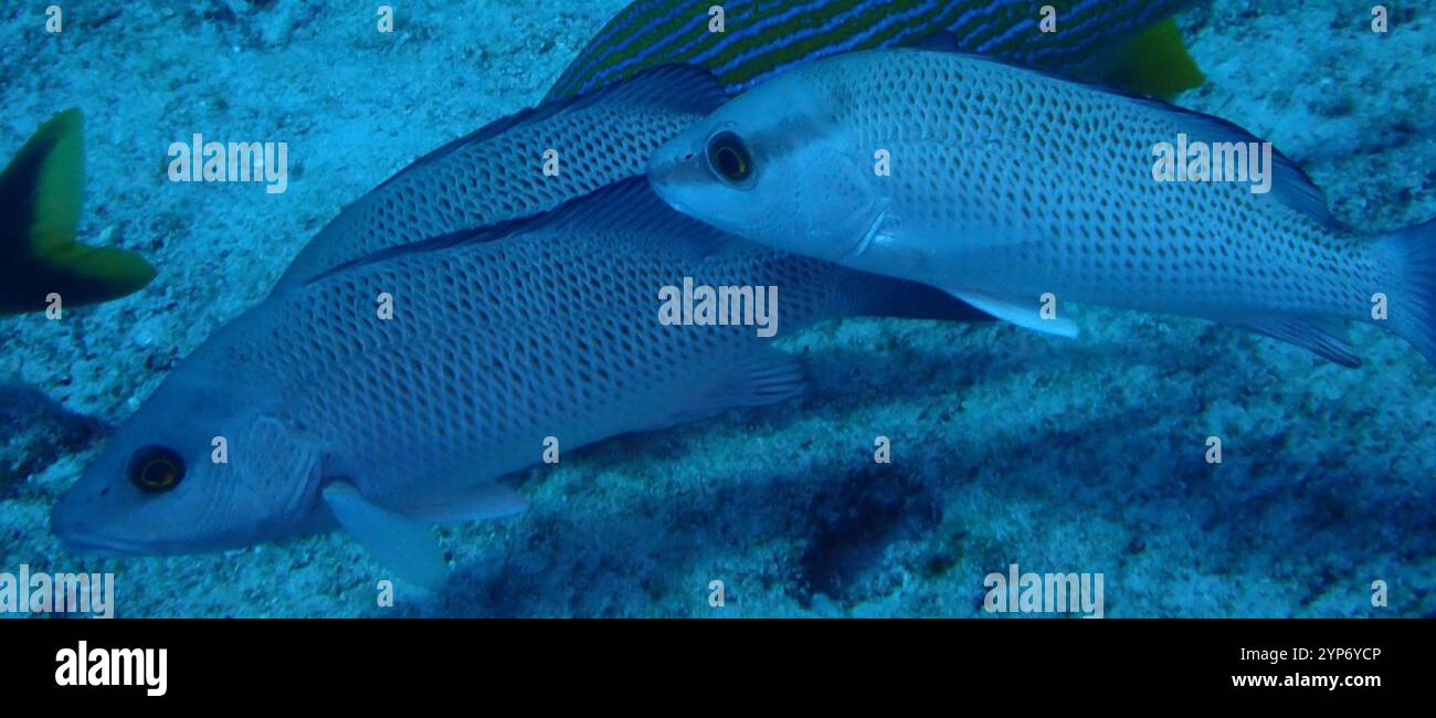 Gray Snapper (Lutjanus griseus Stock Photo - Alamy
