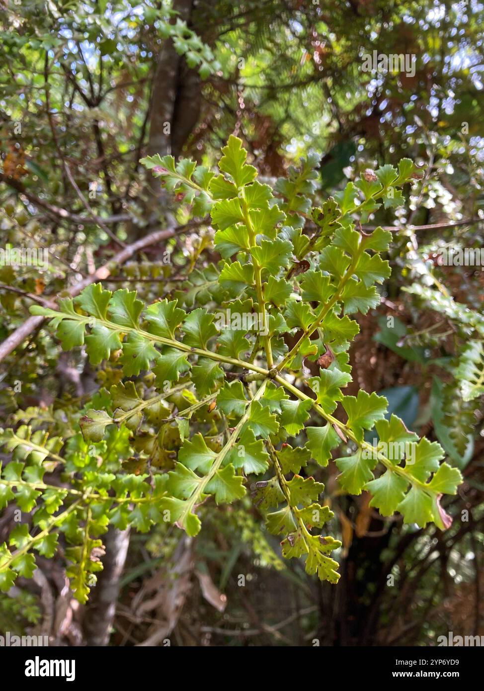 celery pine (Phyllocladus trichomanoides Stock Photo - Alamy
