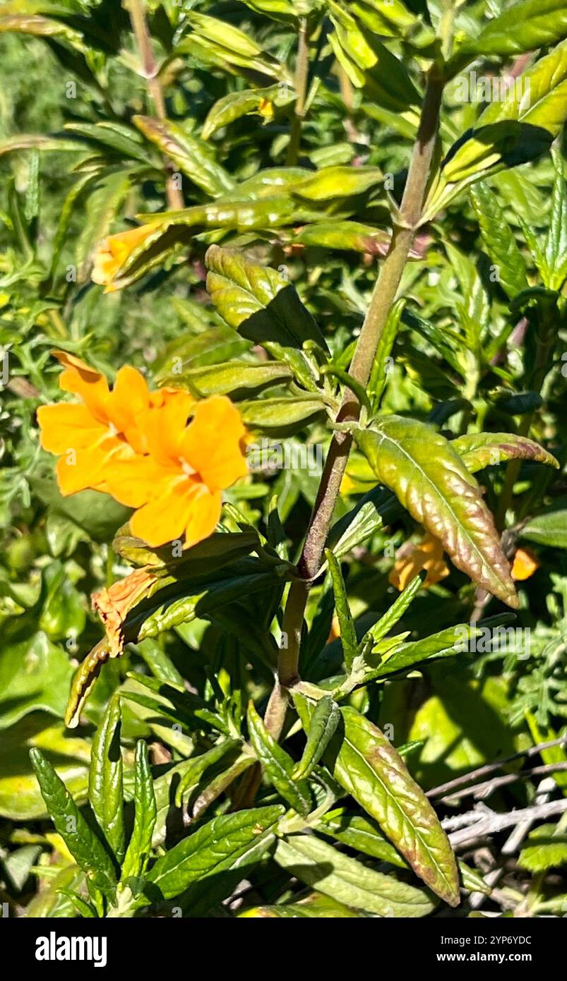 orange bush monkeyflower (Diplacus aurantiacus Stock Photo - Alamy