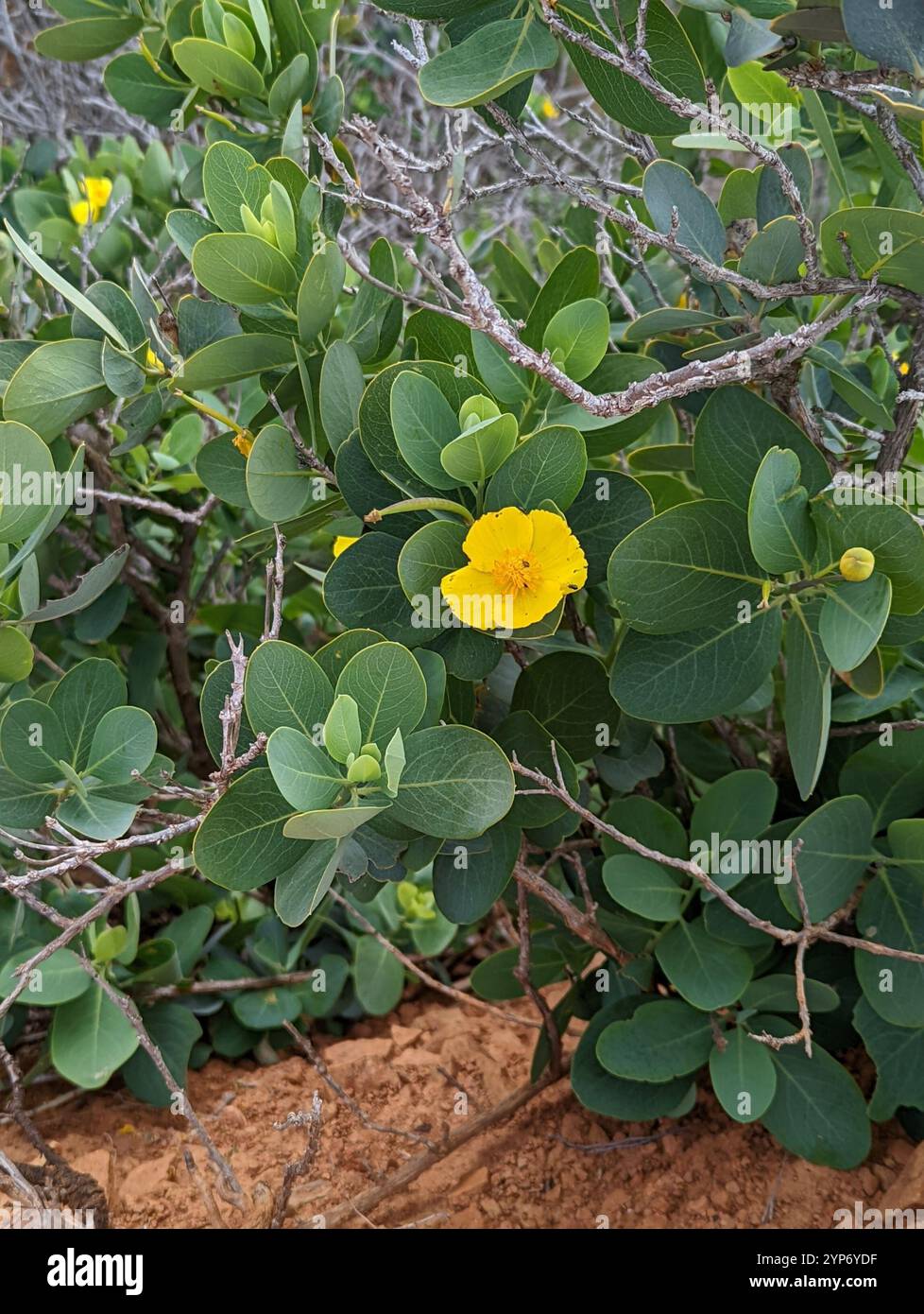 Channel Islands Tree Poppy (Dendromecon harfordii Stock Photo - Alamy
