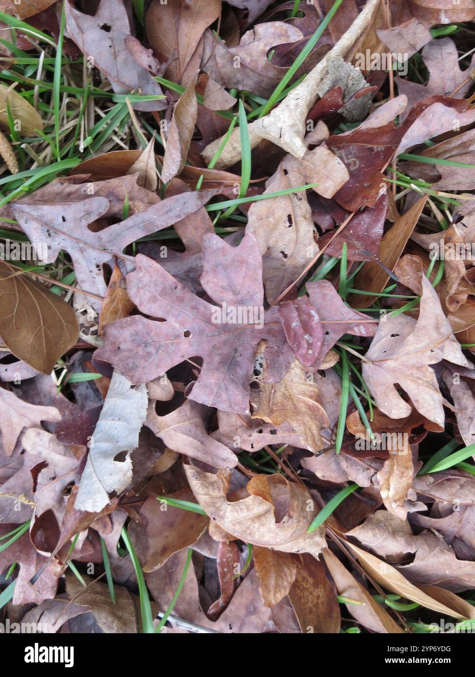 white oak (Quercus alba Stock Photo - Alamy