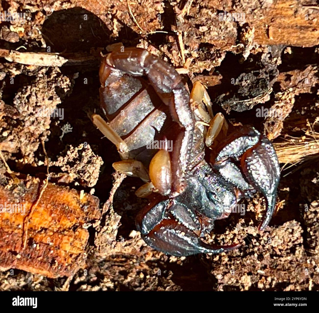 Western Forest Scorpion (Uroctonus mordax Stock Photo - Alamy