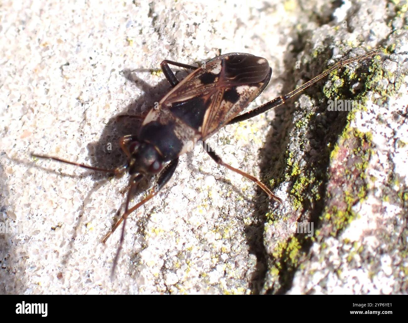 bright-spotted groundbug (Rhyparochromus vulgaris Stock Photo - Alamy