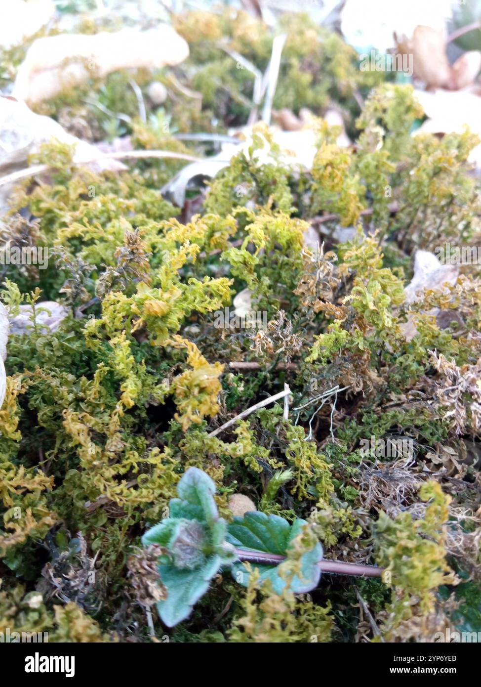 Palm-tree Moss (Plagiomnium undulatum Stock Photo - Alamy