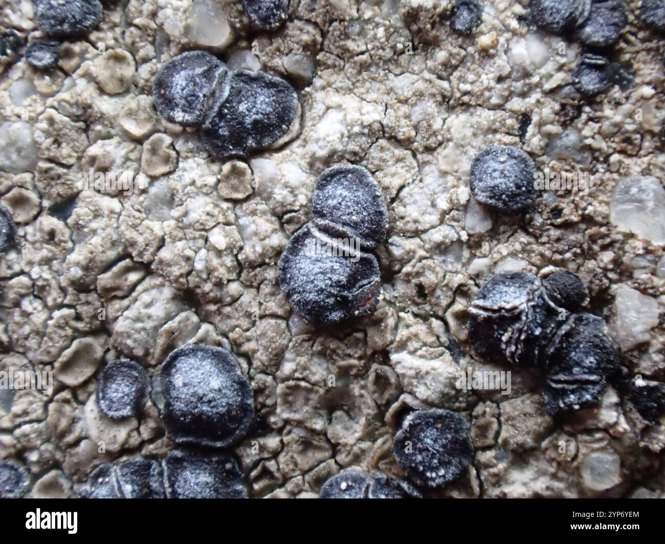 Frosted Grain-spored Lichen (Sarcogyne regularis Stock Photo - Alamy