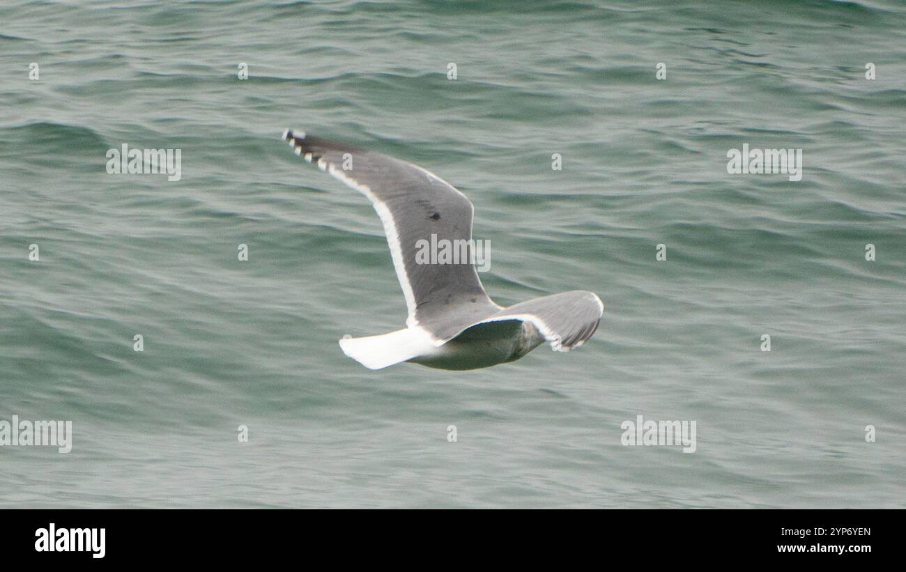 Olympic Gull (Larus glaucescens × occidentalis Stock Photo - Alamy