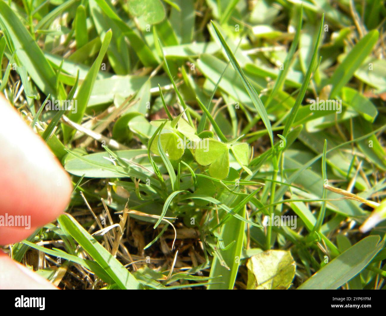 Goat's-foot (Oxalis caprina Stock Photo - Alamy