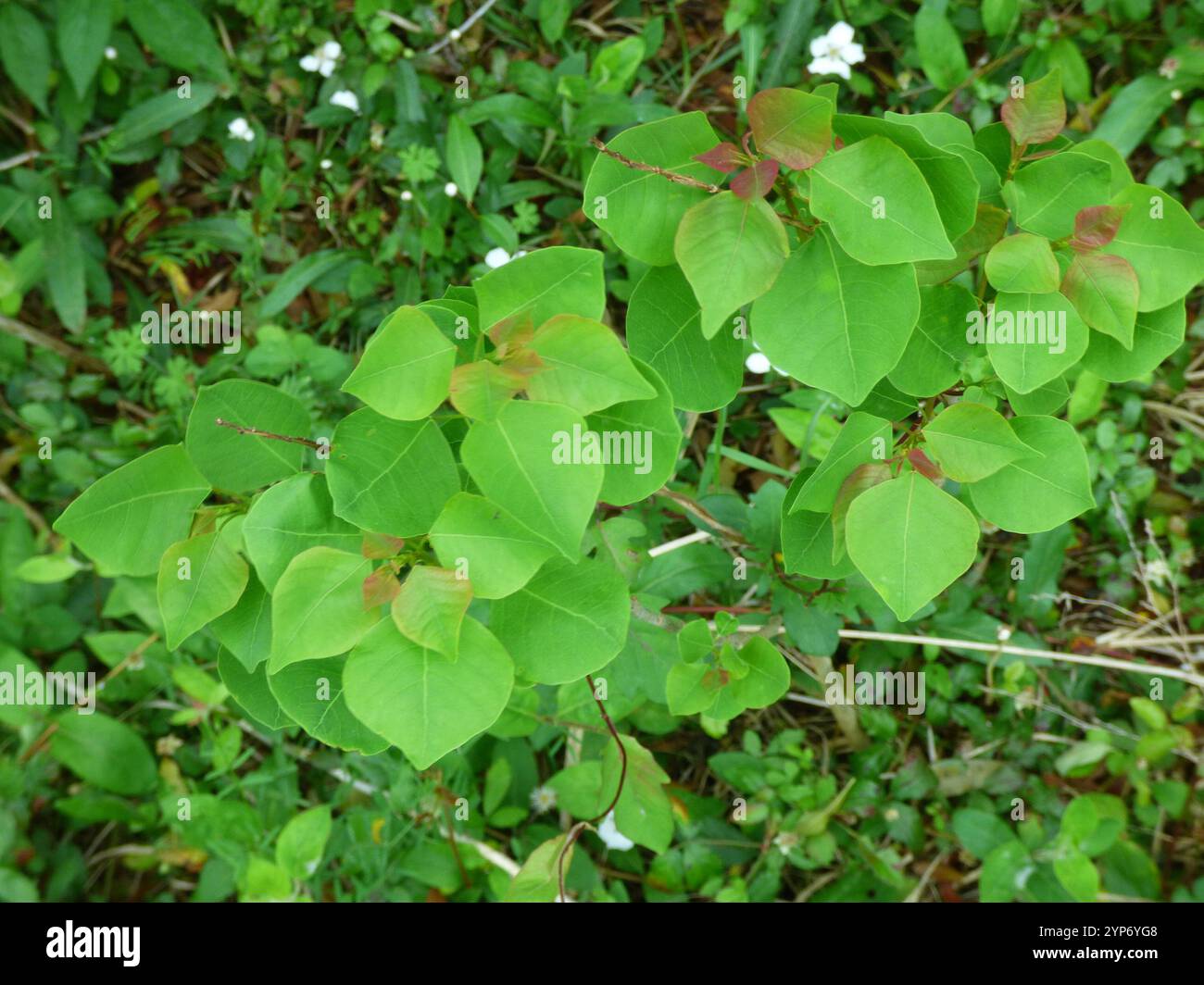 Chinese Tallow (Triadica sebifera Stock Photo - Alamy