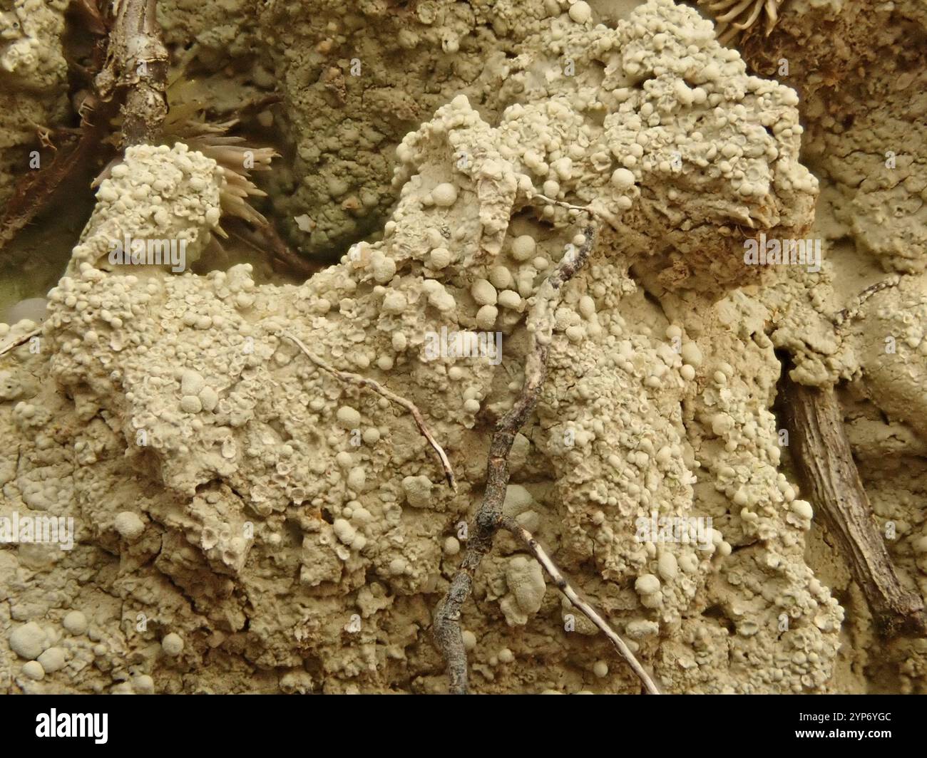 Pink Earth Lichen (Dibaeis baeomyces Stock Photo - Alamy