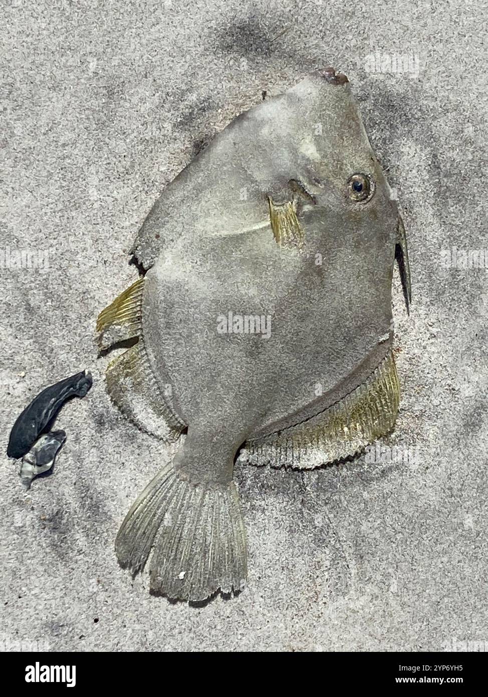 Triggerfishes, Boxfishes, and Filefishes (Balistoidei Stock Photo - Alamy