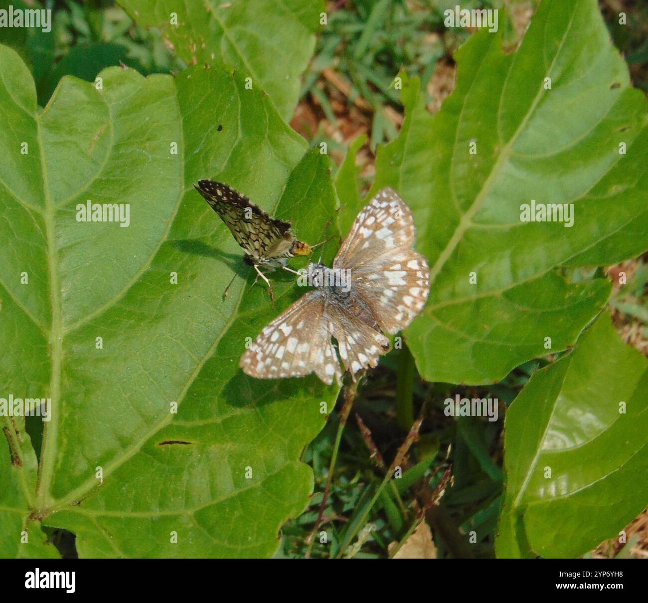 Orcus Checkered-Skipper (Burnsius orcus Stock Photo - Alamy