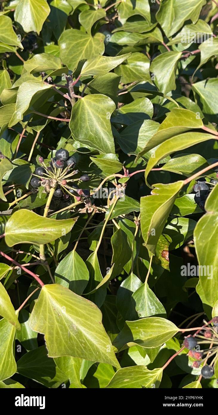 Hedera canariensis hi-res stock photography and images - Alamy