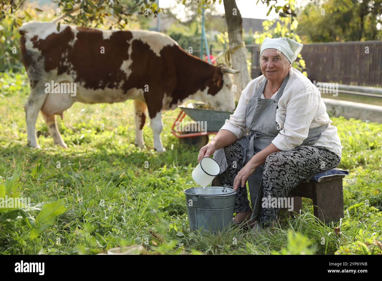 Senior woman pouring fresh milk into bucket while cow grazing outdoors ...