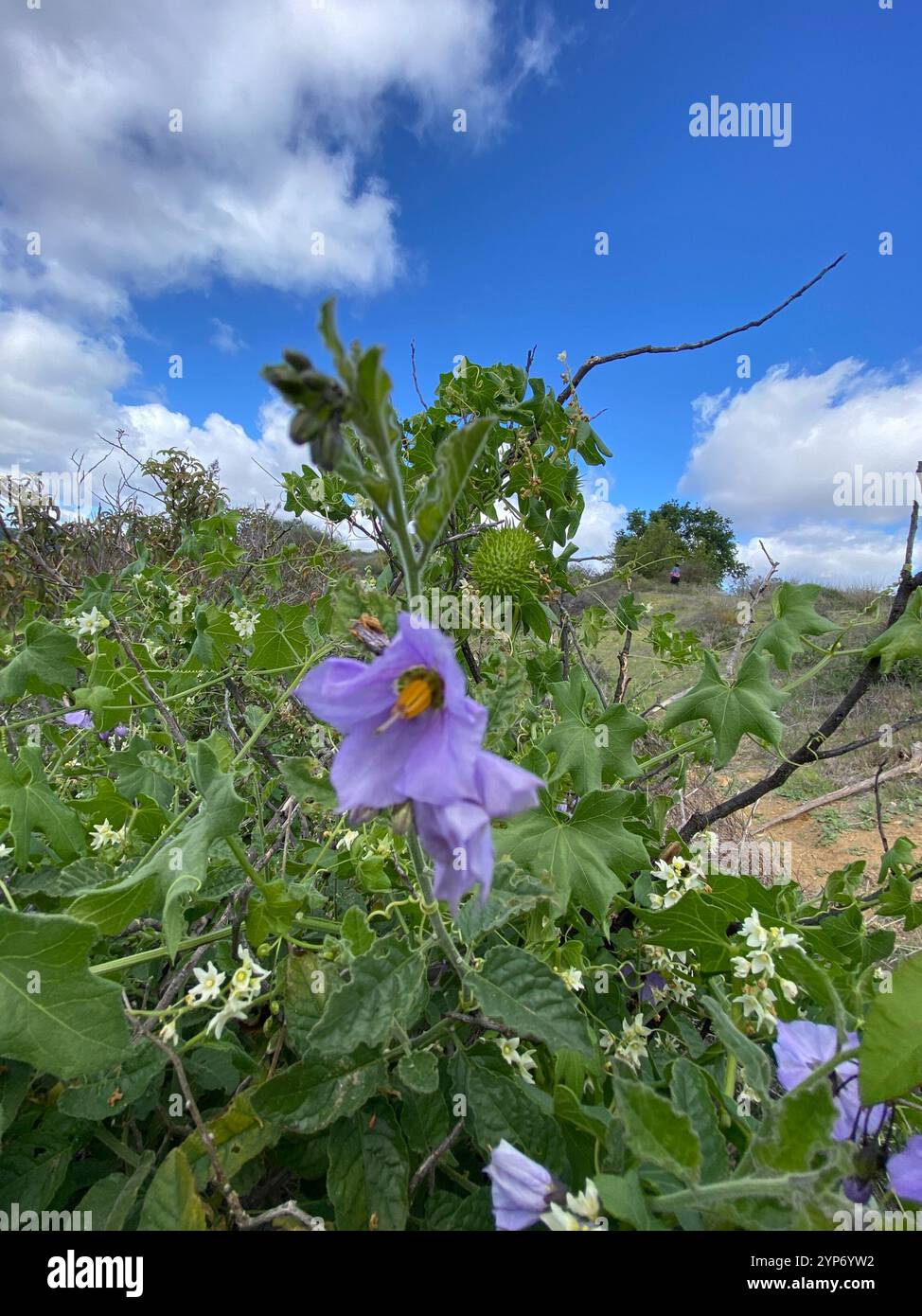 purple nightshade (Solanum xanti Stock Photo - Alamy