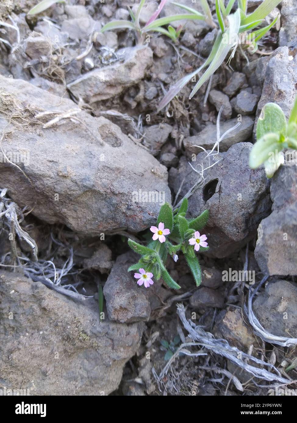 slender phlox (Microsteris gracilis Stock Photo - Alamy